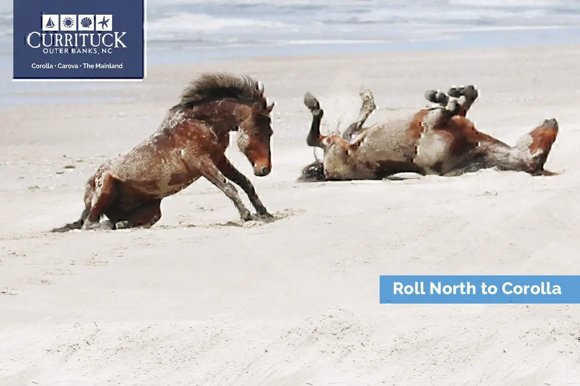 Top Currituck Activities for 2022 - Currituck.com